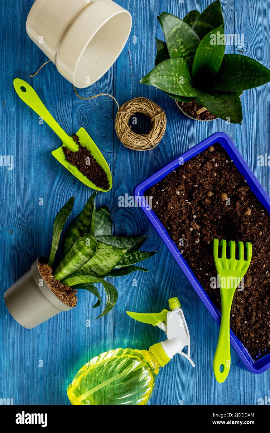 Gardening layout for summer season. Green plant with tools set for ...