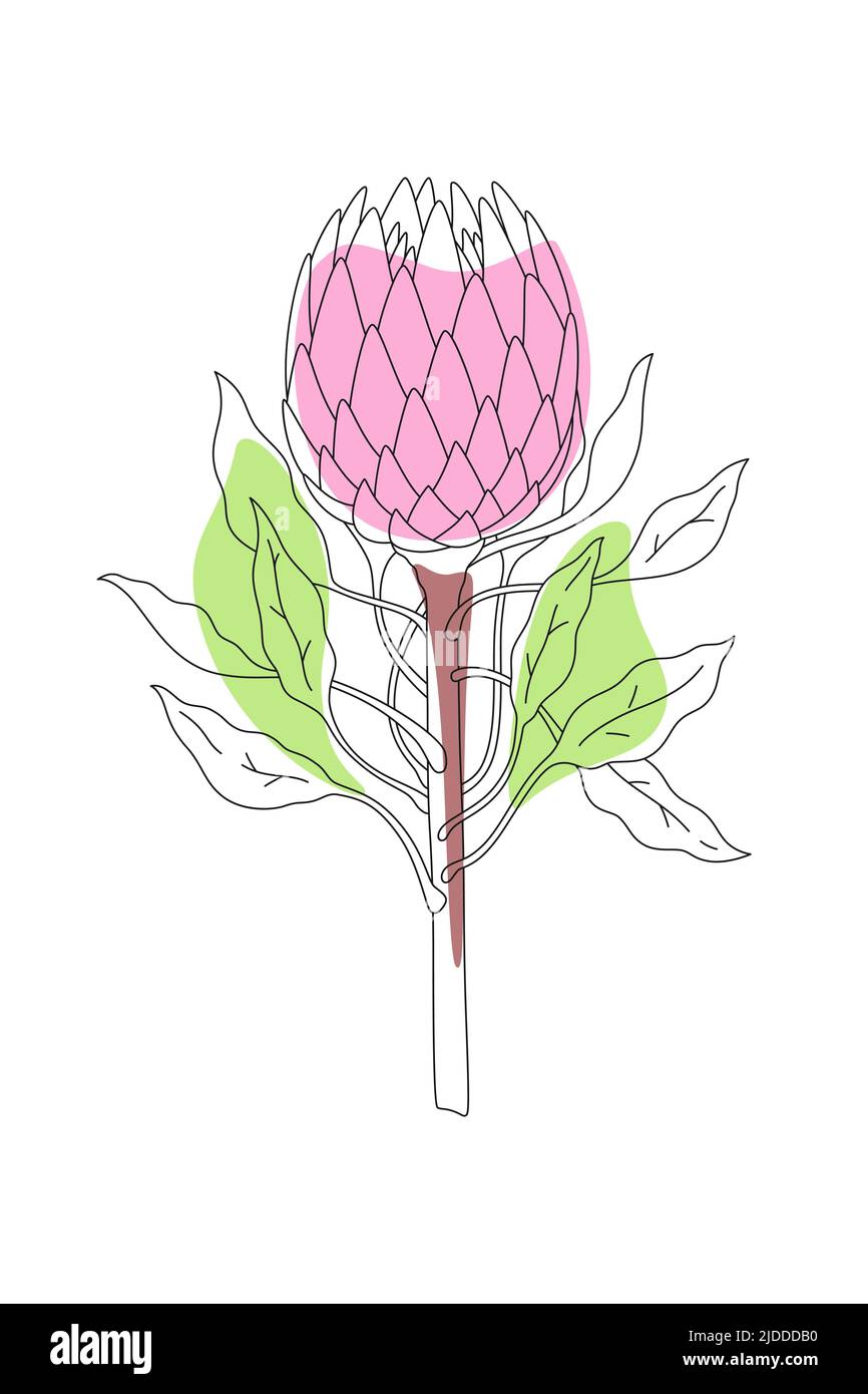 Minimalist botanical illustration Stock Photo - Alamy