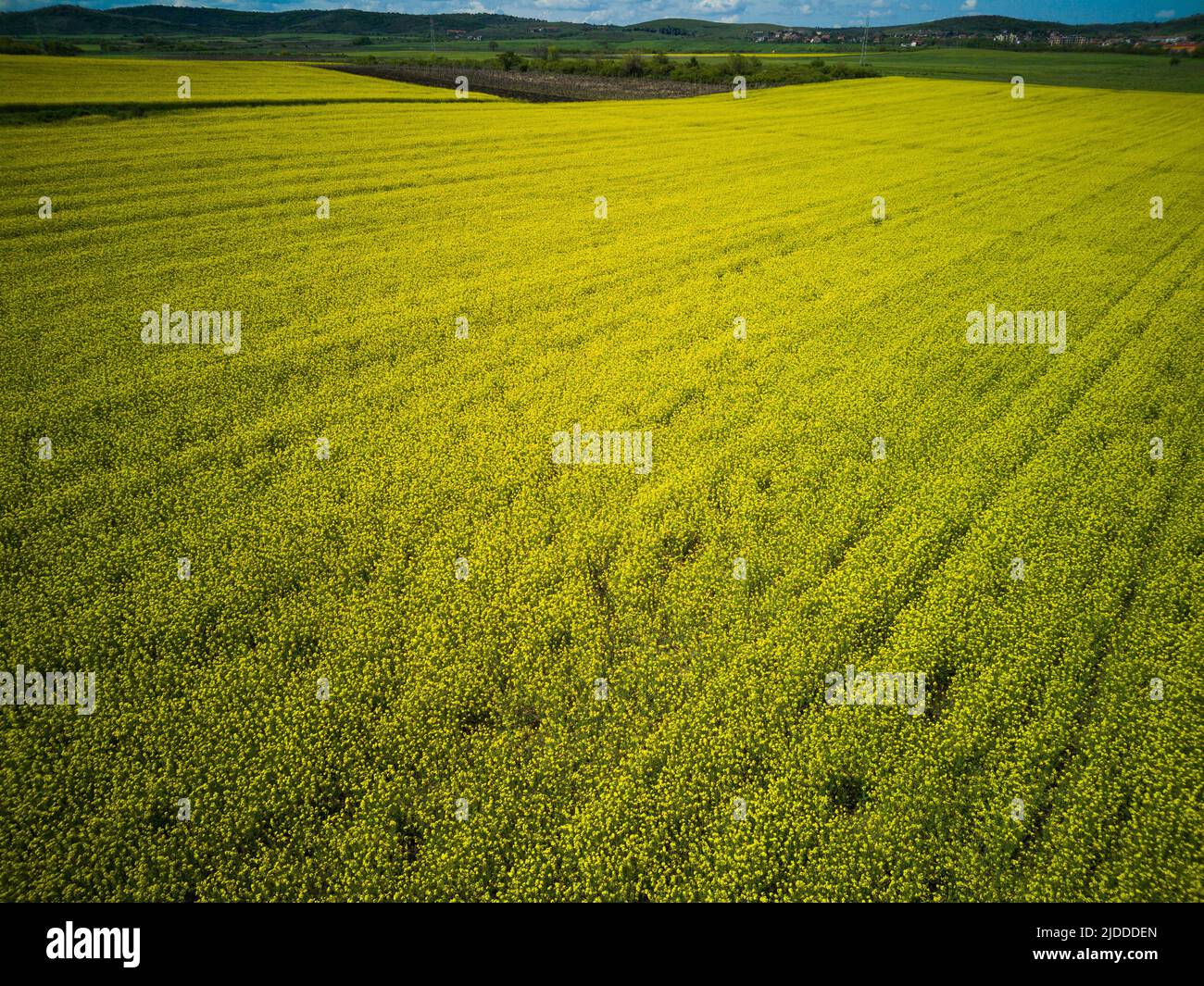 Large spring flowering meadows with bright yellow small plants in a ...