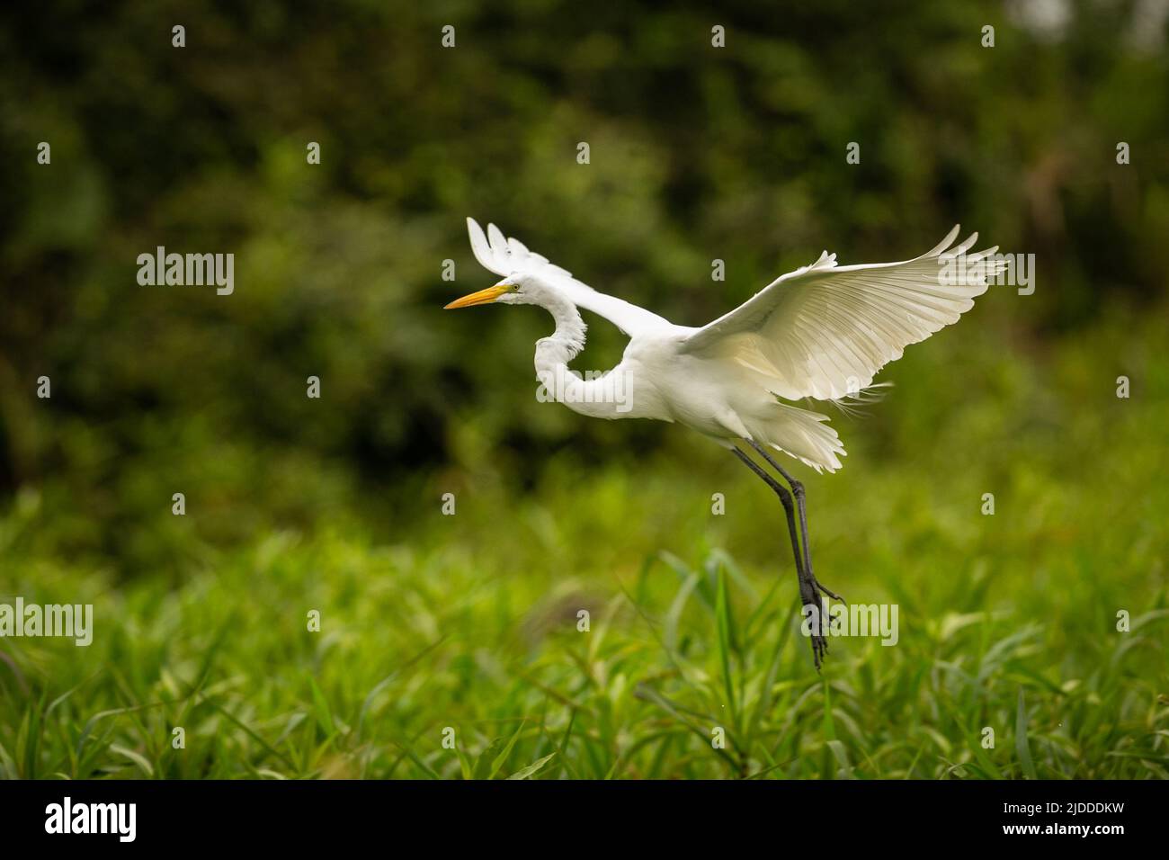 Majestic and colourfull bird in the nature habitat. Birds of northern ...