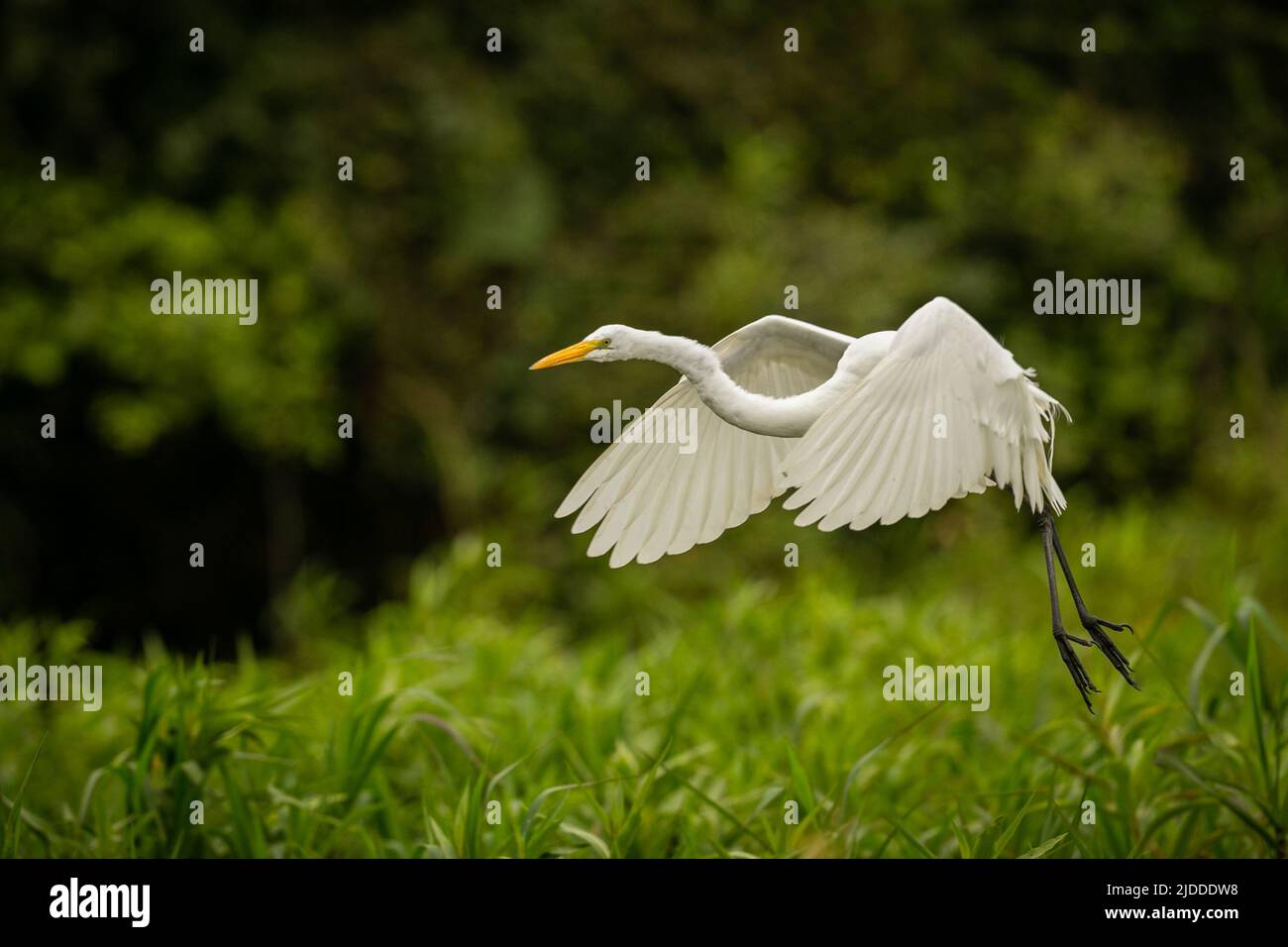 Majestic and colourfull bird in the nature habitat. Birds of northern ...