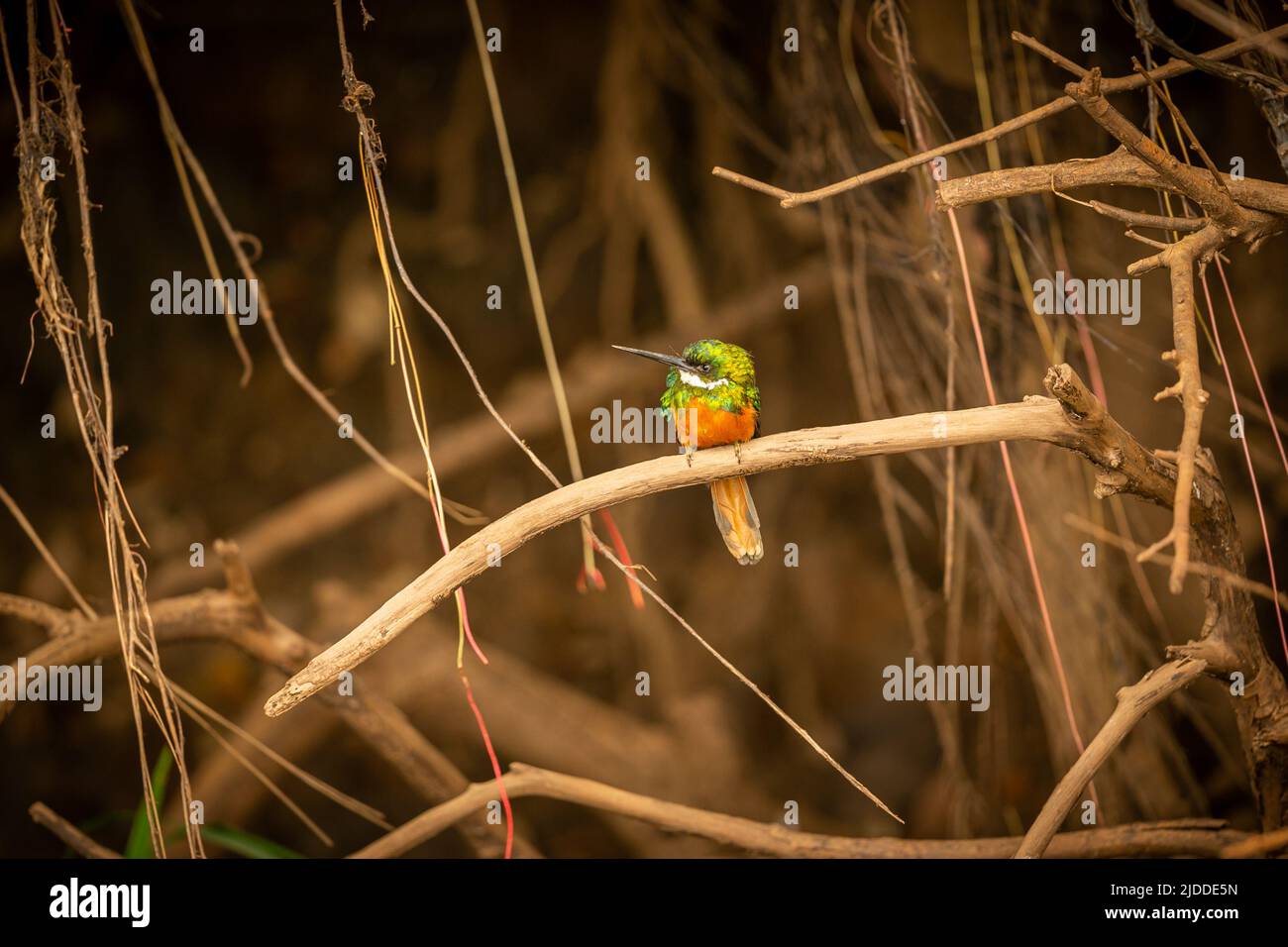 Majestic and colourfull bird in the nature habitat. Birds of northern ...
