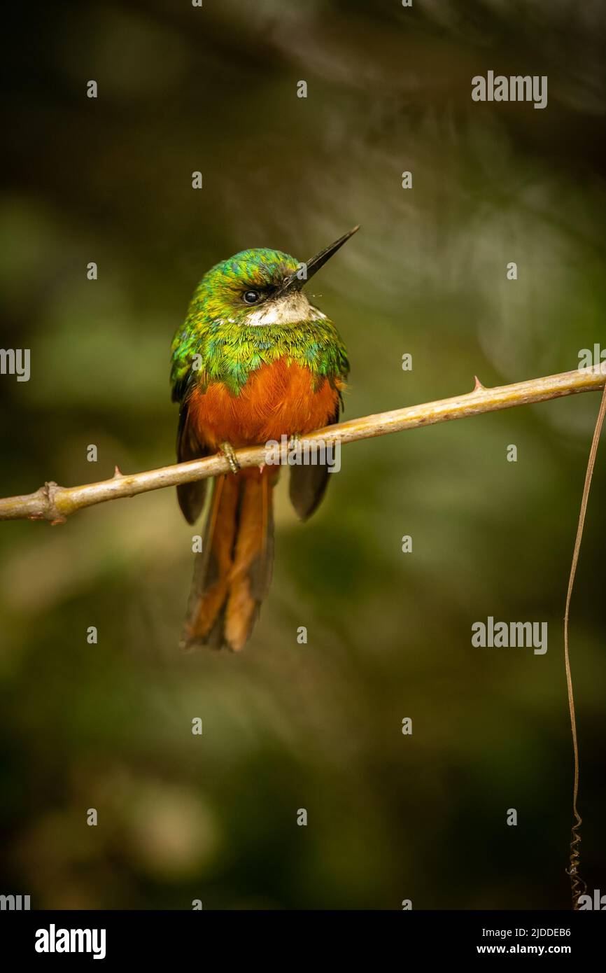 Majestic and colourfull bird in the nature habitat. Birds of northern ...