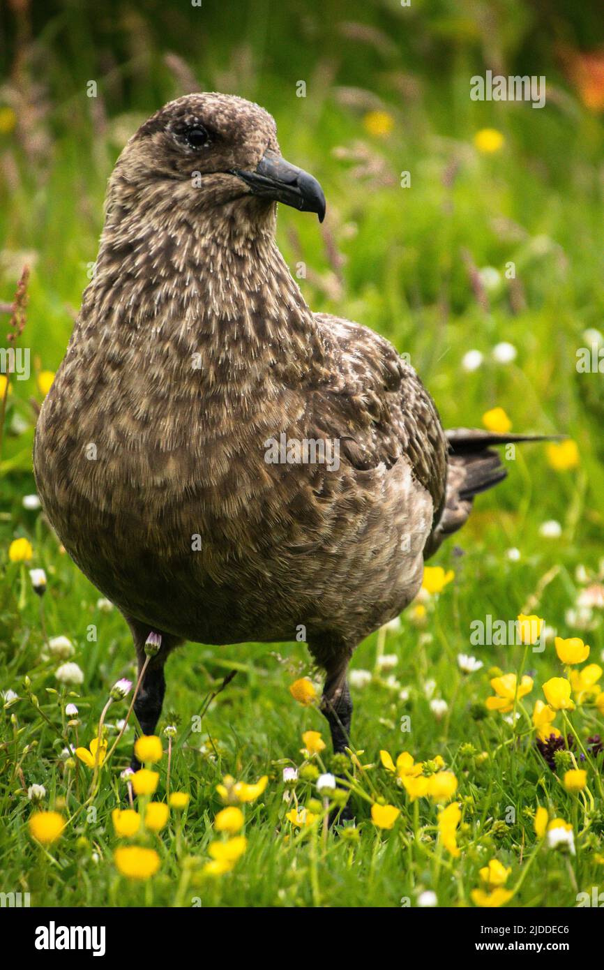 Great skua standing hi-res stock photography and images - Alamy