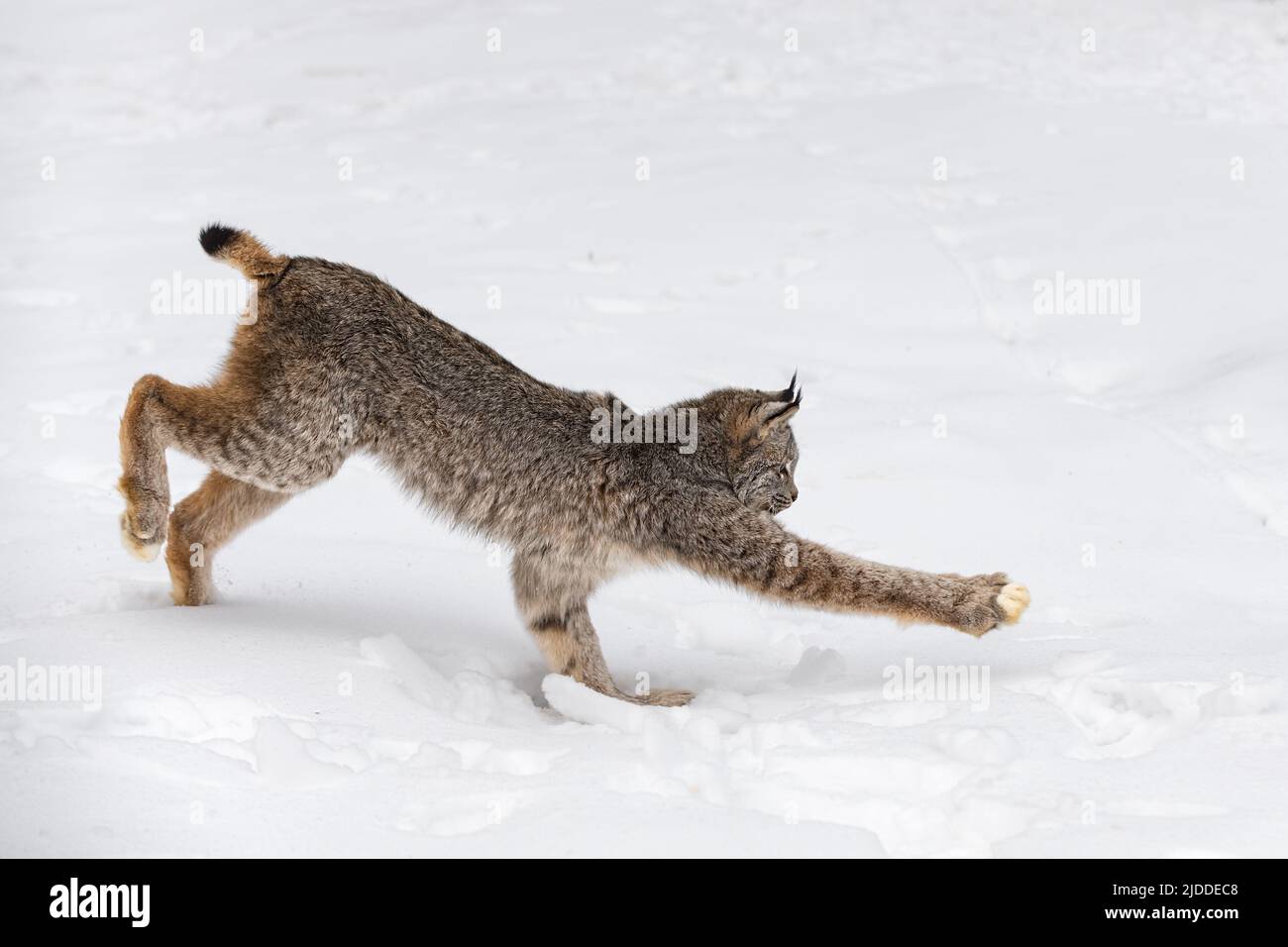 Canadian Lynx (Lynx canadensis) Stretches Front Leg Out Right Winter ...