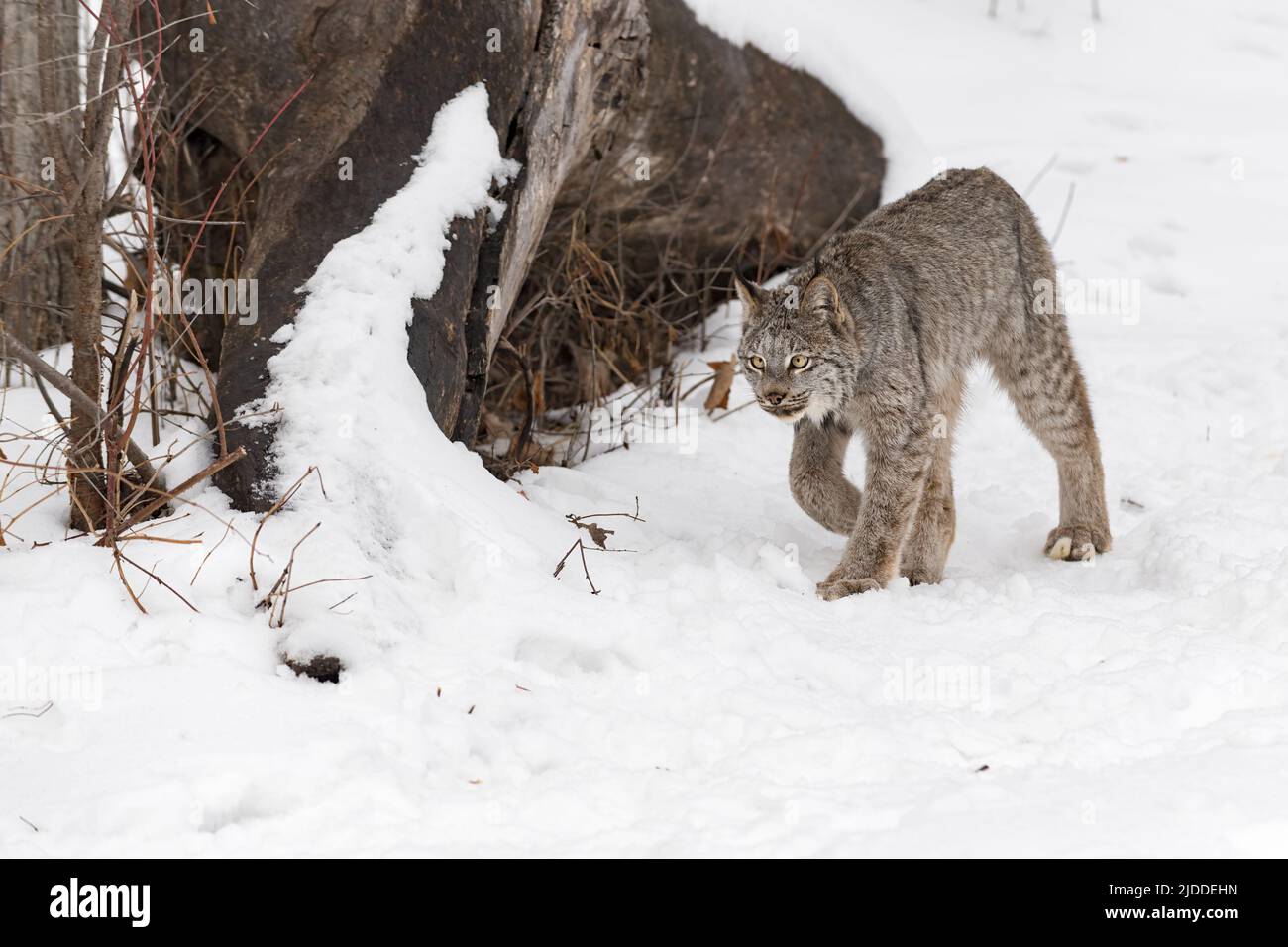 Canadian Lynx (Lynx canadensis) Walks Left Past Log in Snow Winter ...