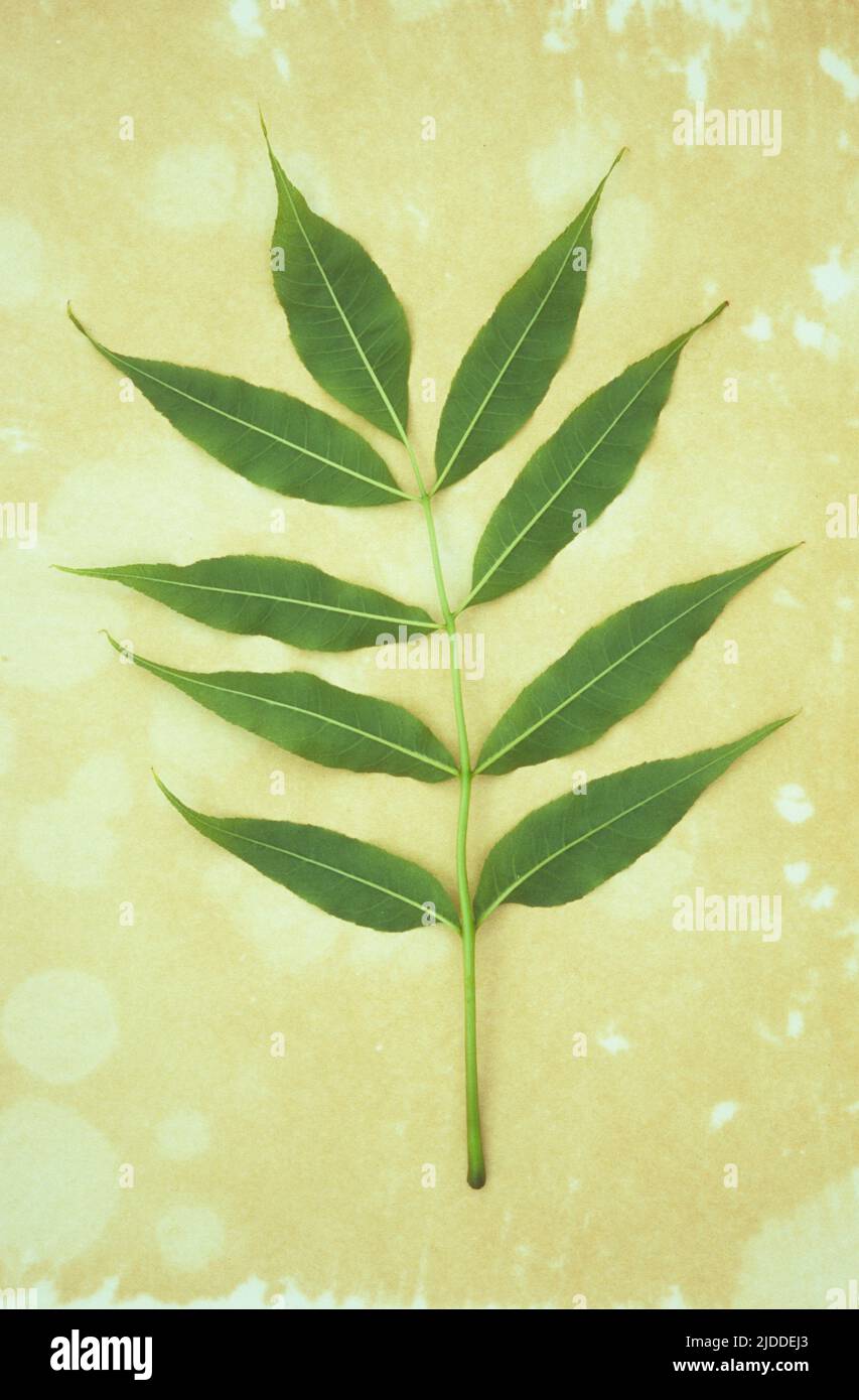 Common ash tree with autumn leaves hi-res stock photography and images ...