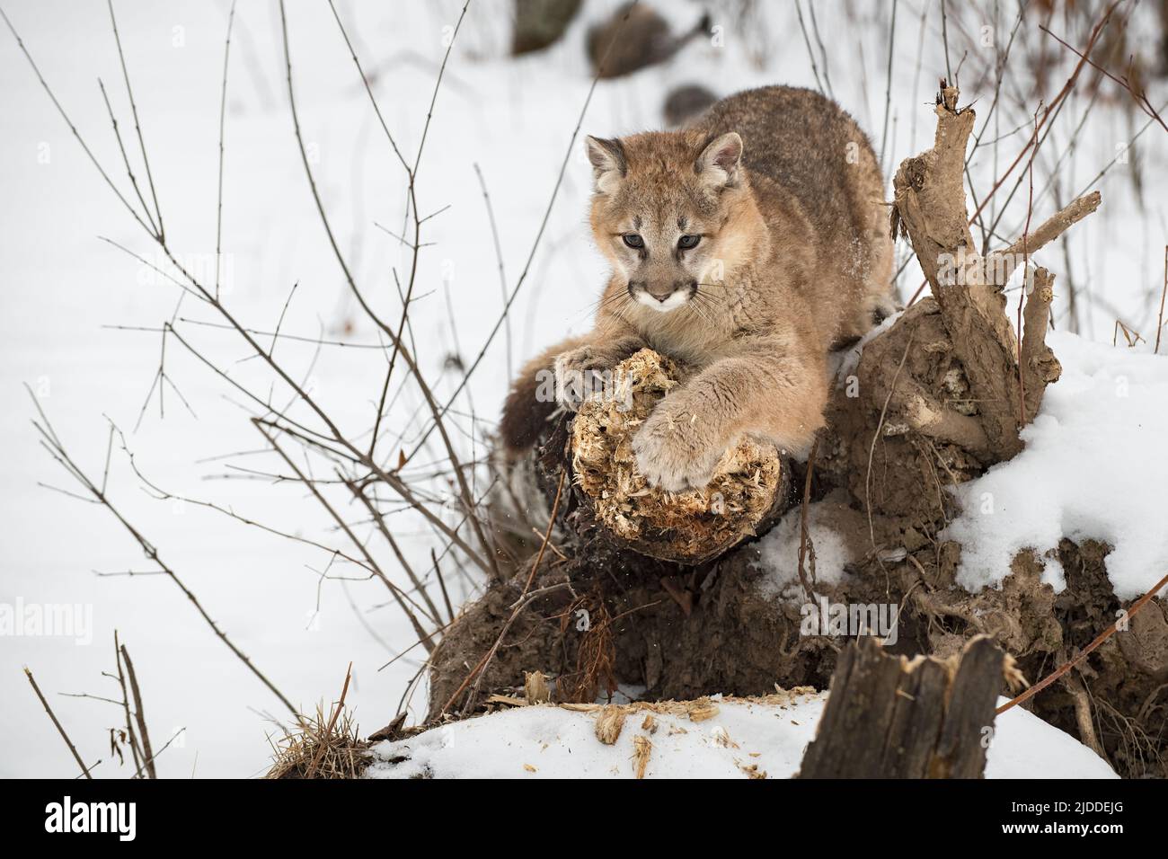 Female Cougar (Puma concolor) Hangs Out on End of Log Sharpening Claws ...