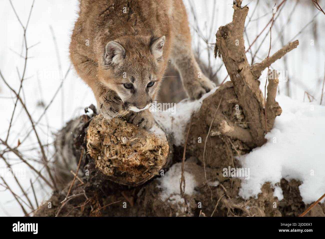 Female Cougar (Puma concolor) Looks Down From Log Ready to Pounce ...