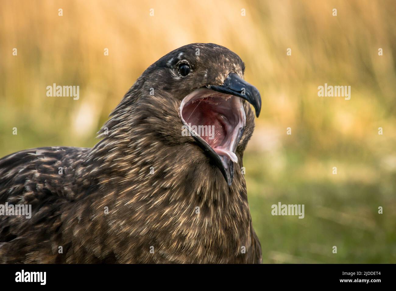 Open beak yawn yawning hi-res stock photography and images - Alamy