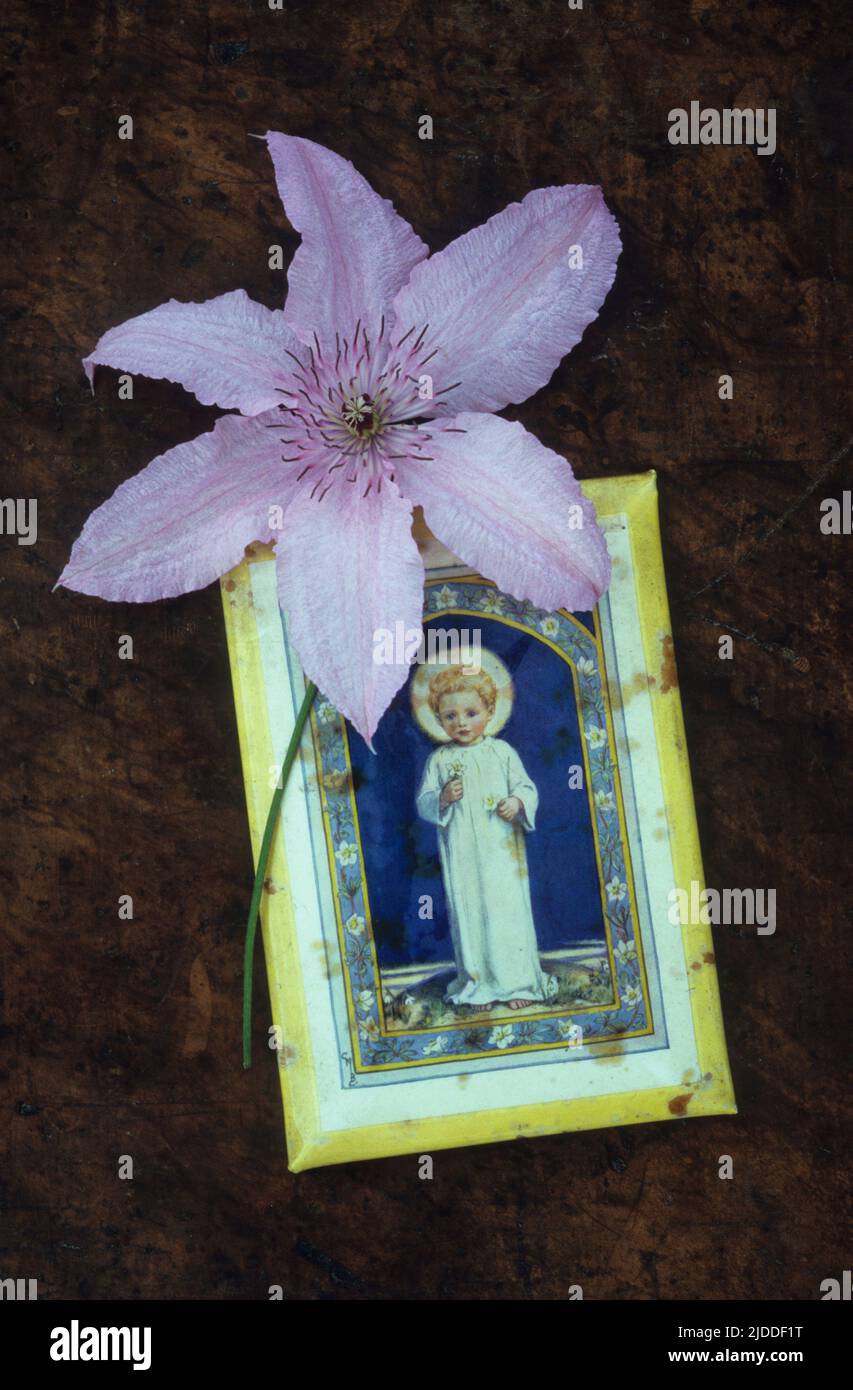 Pale pink flower of Clematis Hagley hybrid lying on scuffed leather ...