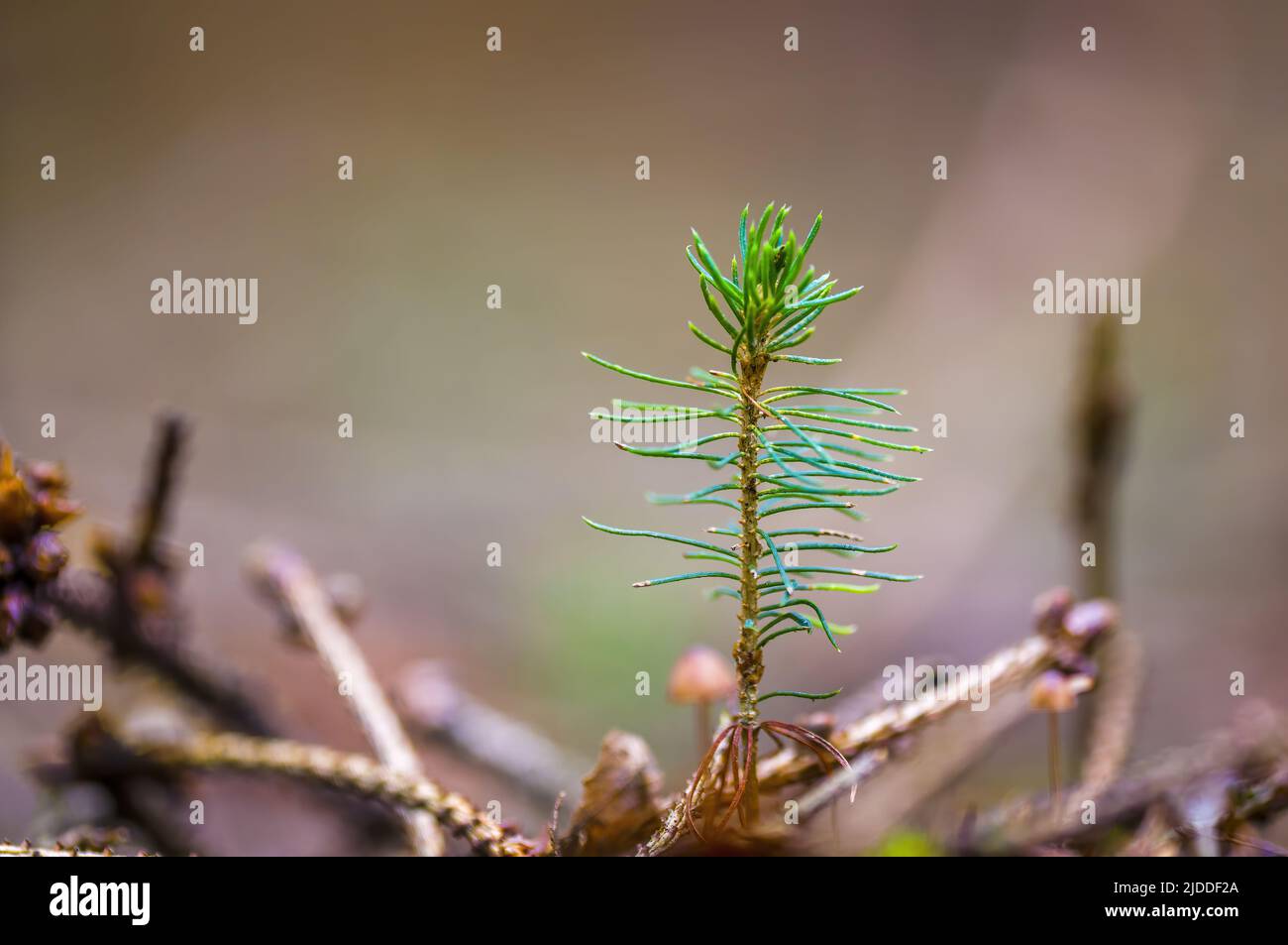 Growing plant sprout stick hi-res stock photography and images - Alamy