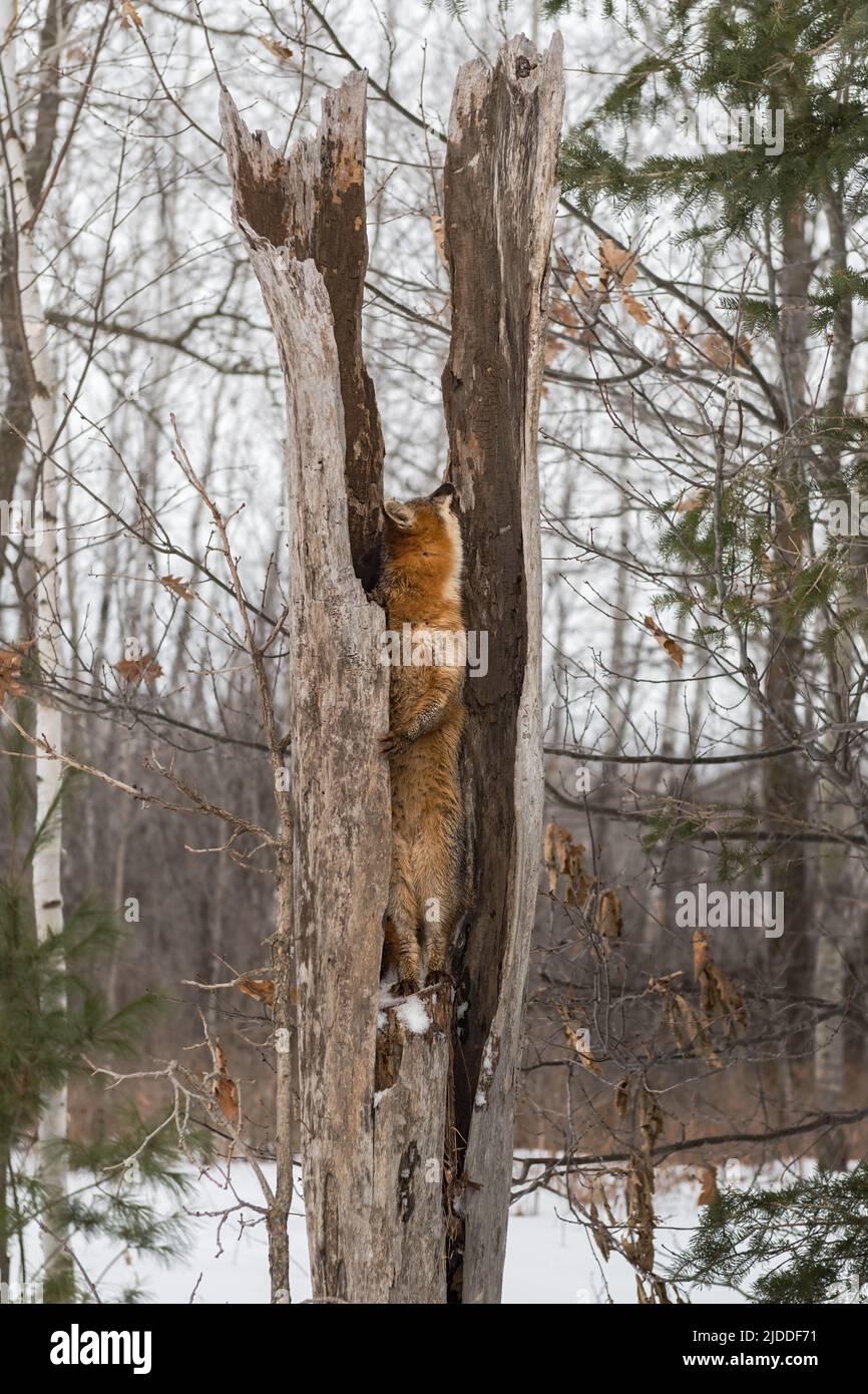 Split nose hi-res stock photography and images - Alamy
