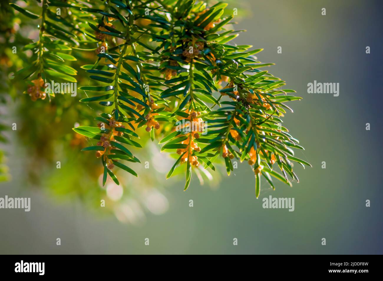 a green branch of a yew tree in the forest Stock Photo - Alamy