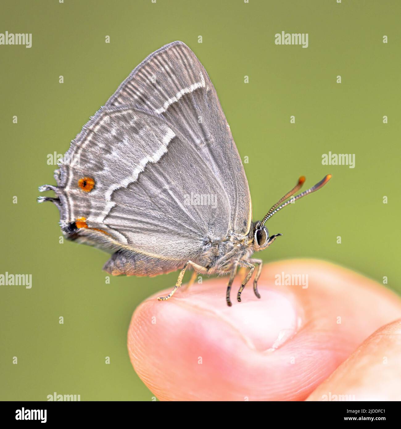 Purple hairstreak (Neozephyrus quercus) Butterfly resting in grass ...
