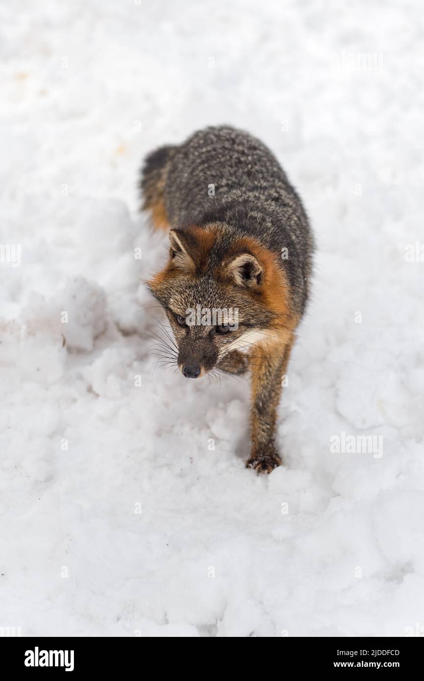 Grey Fox (Urocyon cinereoargenteus) Steps Forward in Snow Winter ...