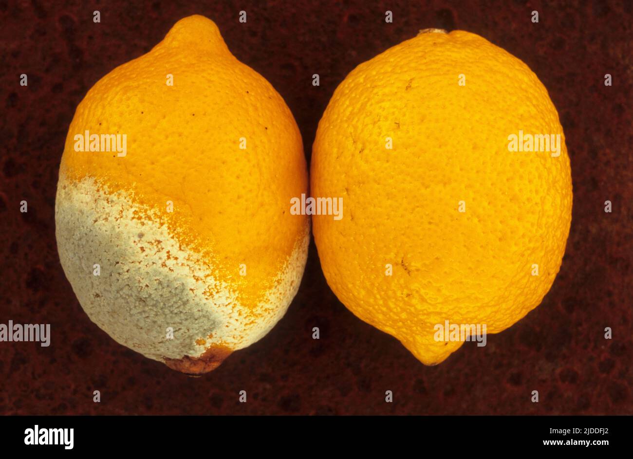 Lemon citrus mould hi-res stock photography and images - Alamy