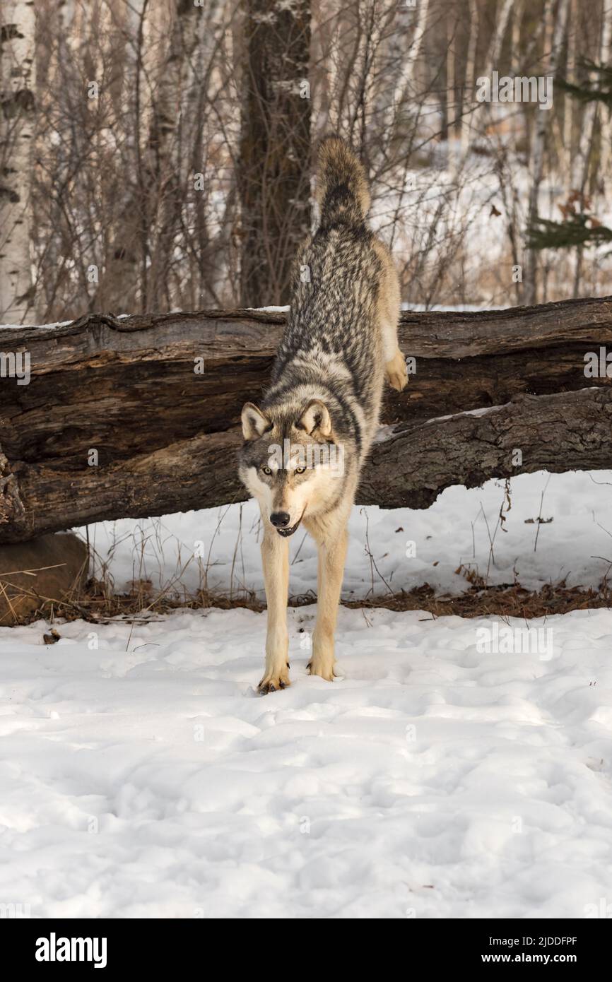 Grey Wolf (Canis lupus) Jumps Down Off Log Winter - captive animal ...