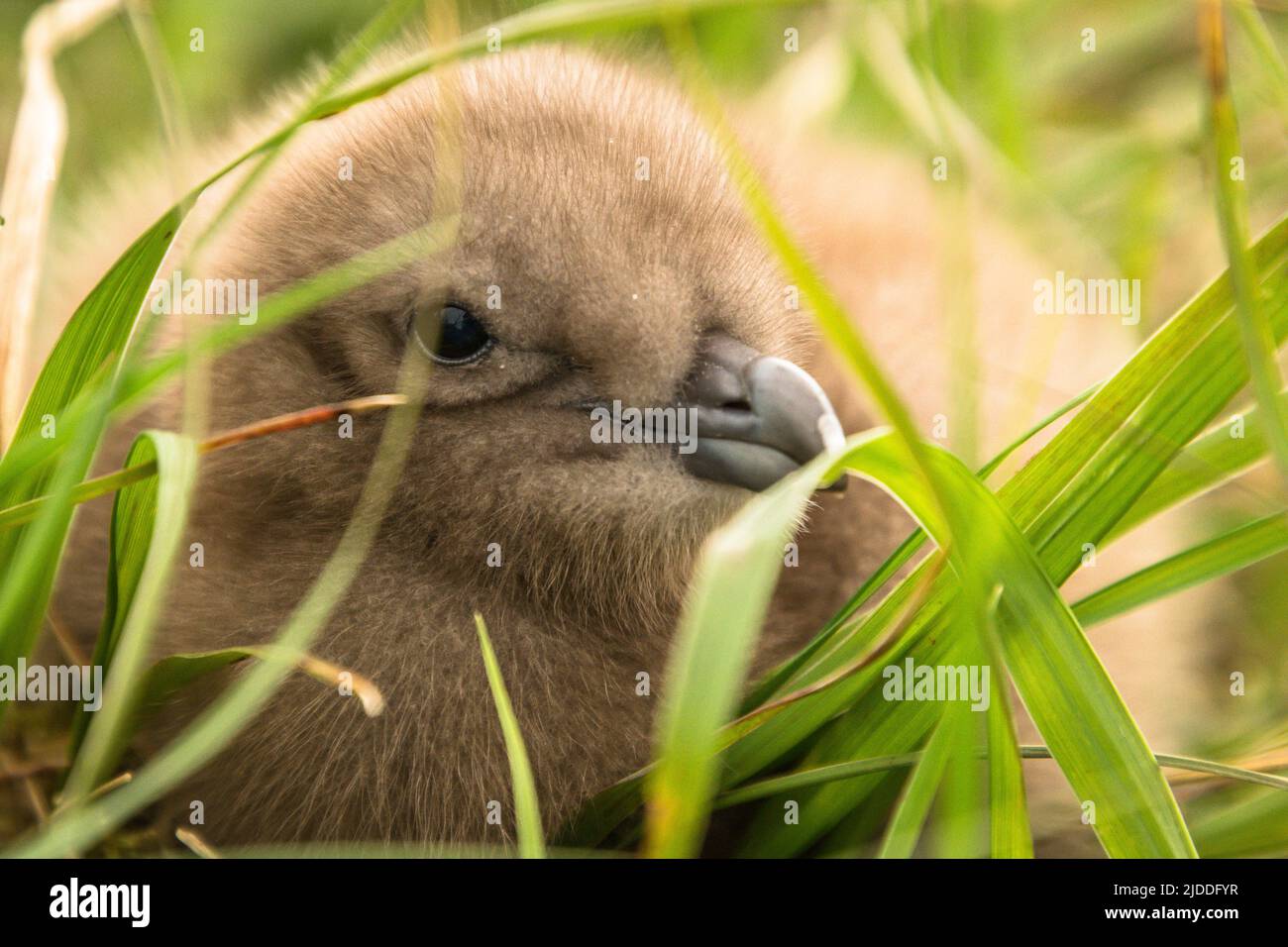 A great skua chick sits hiding in the grass Stock Photo - Alamy
