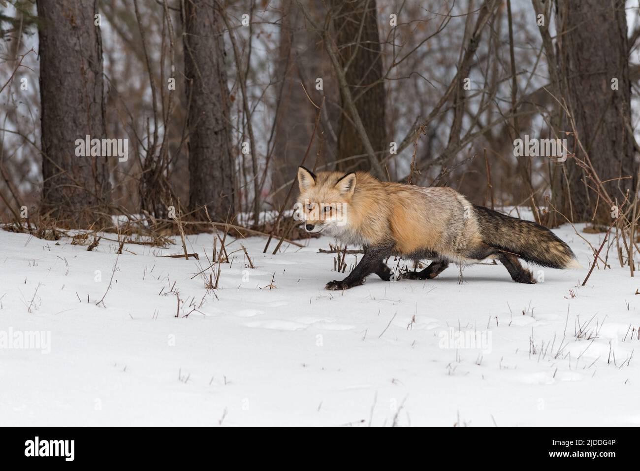 Red Fox (Vulpes vulpes) Walks Left Near Treeline Winter - captive ...