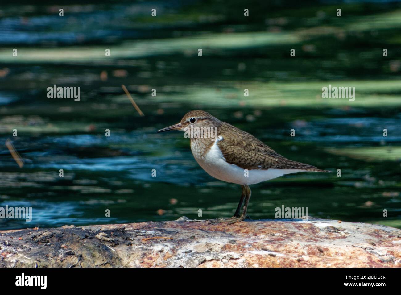 Common sandpiper (Actitis hypoleucos) is a small Palearctic wader Stock ...