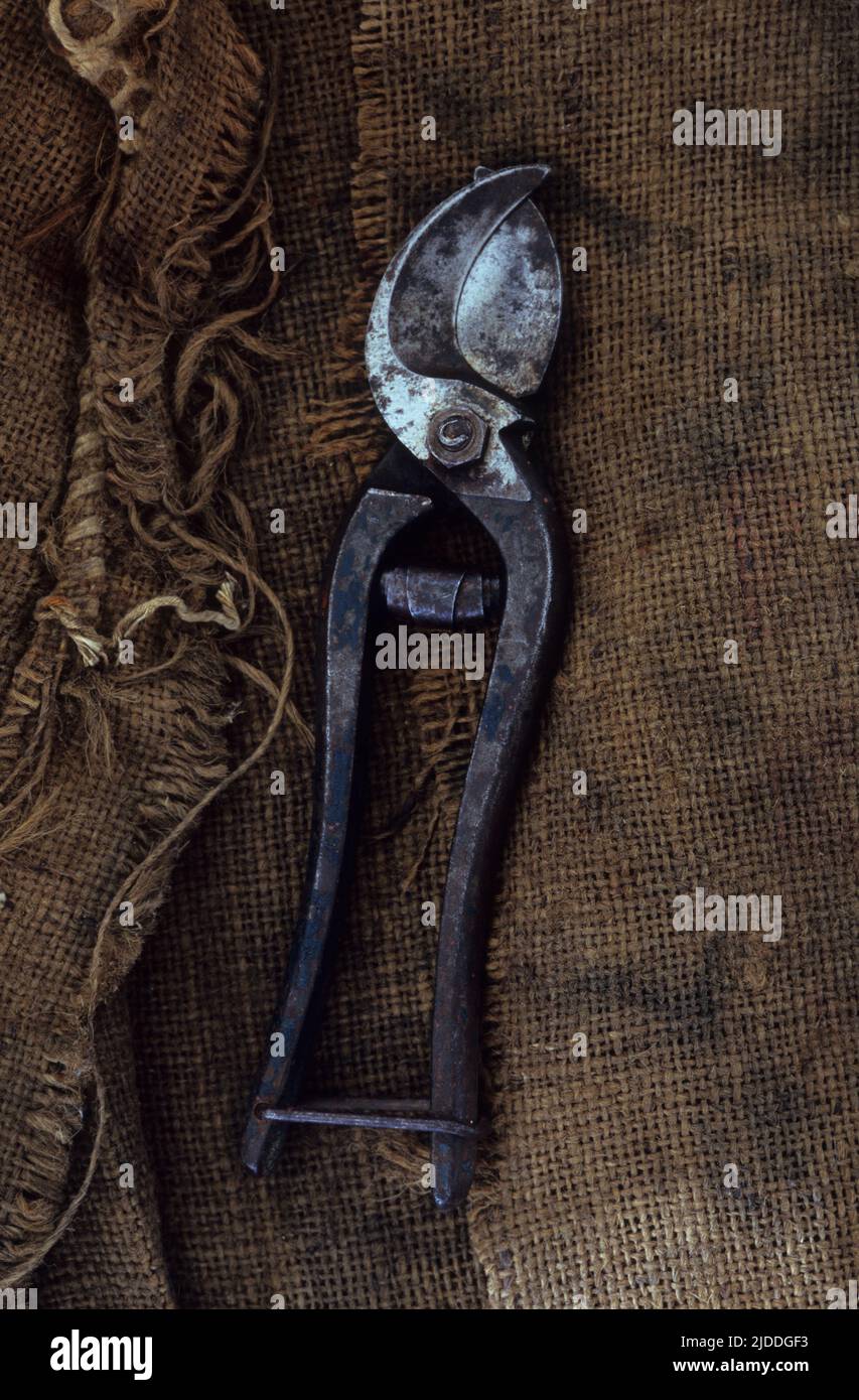 Cuttings secateurs hi-res stock photography and images - Alamy