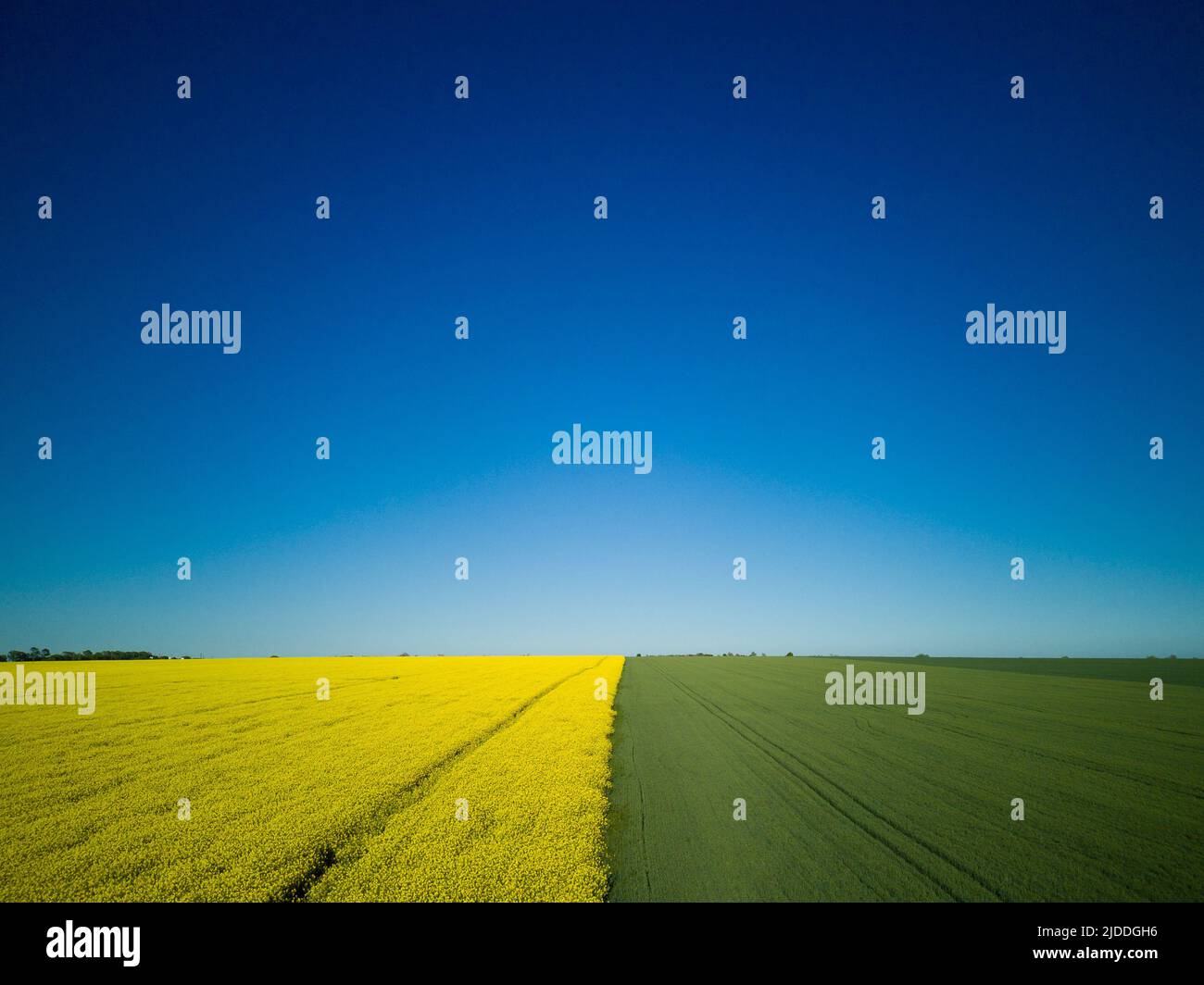 Top view of bright flowering farm field with rapeseed flowers and fresh ...