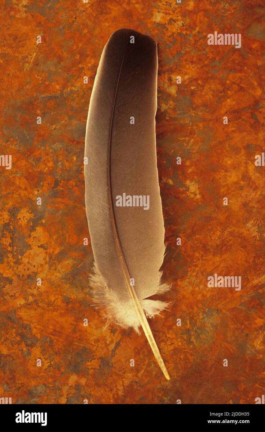 Large grey feather Stock Photo - Alamy