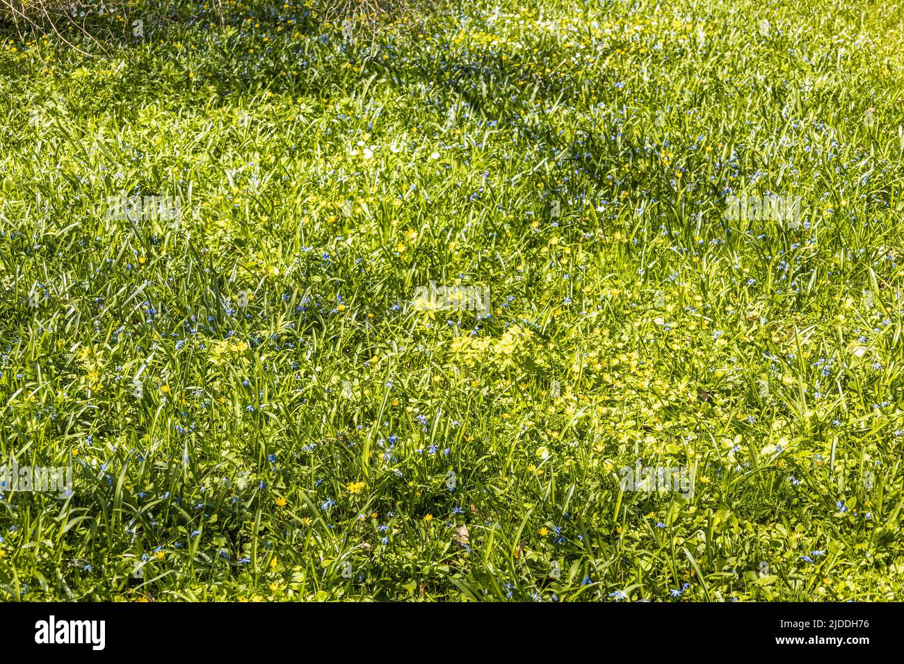 Green grass yellow flowers grows hi-res stock photography and images ...