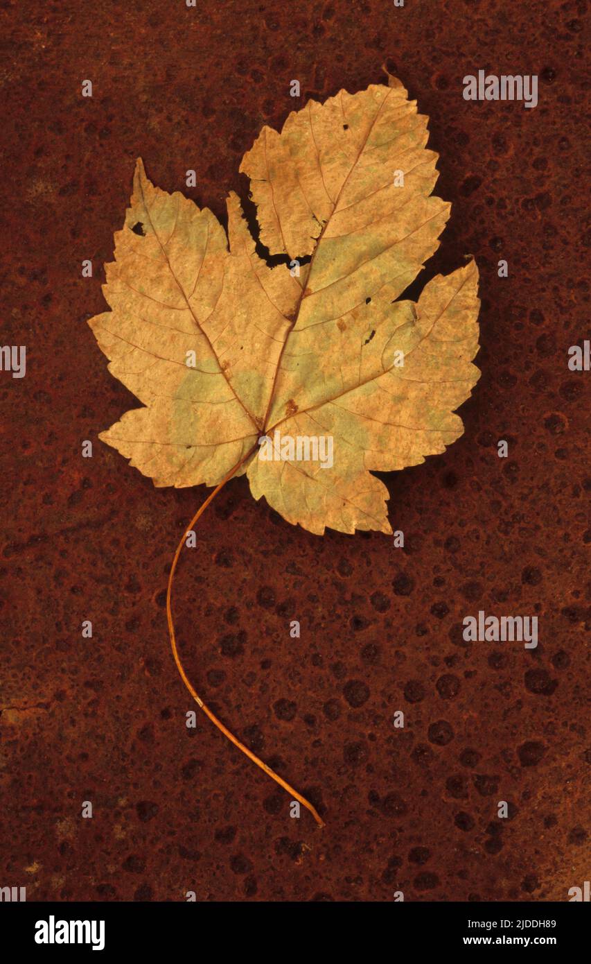 Autumn leaf on rust Stock Photo - Alamy