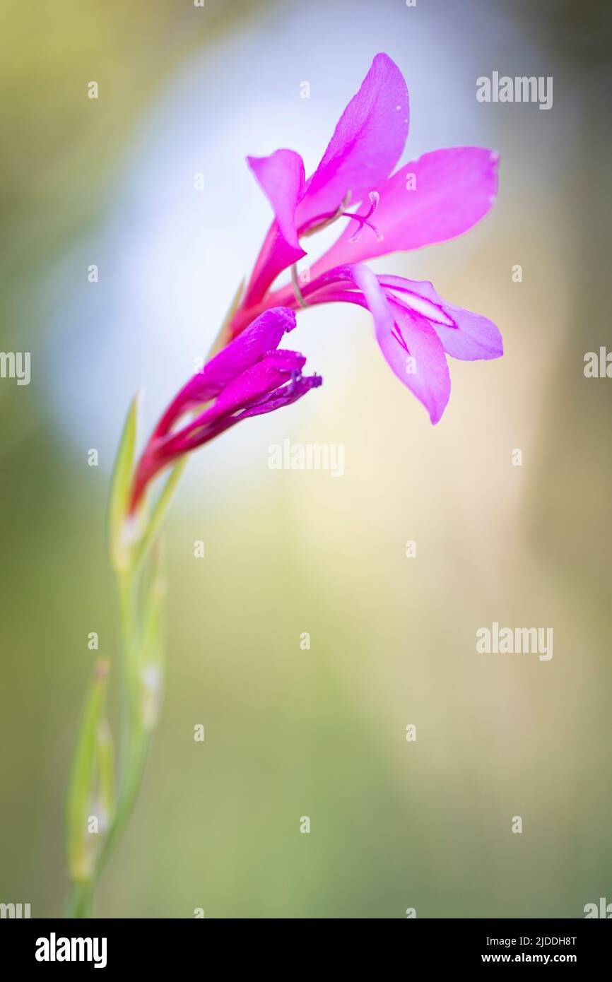 common sword lily (Gladiolus italicus) in bloom at sunrise Stock Photo ...