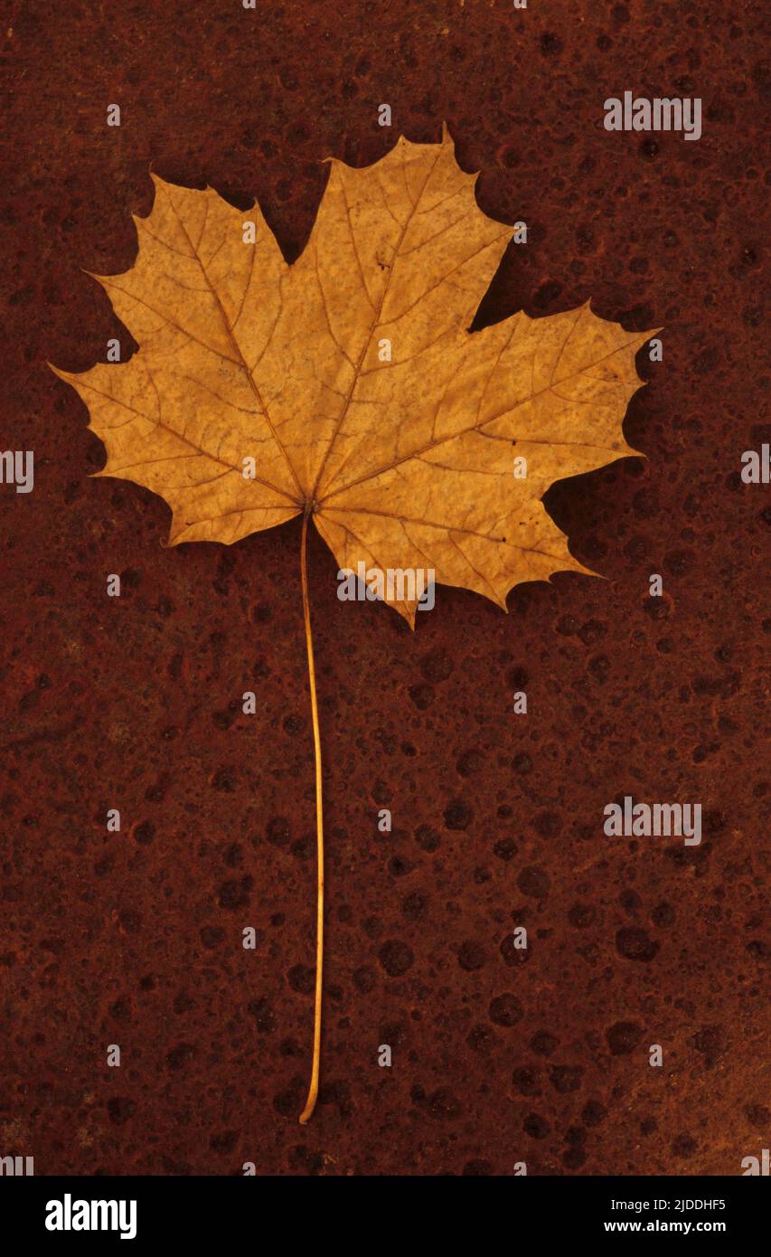 Preserved leaf structure hi-res stock photography and images - Alamy