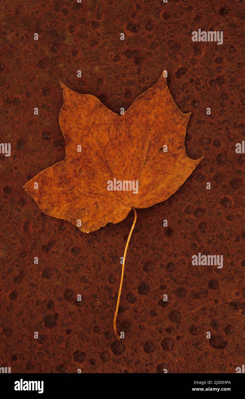 Autumn leaf on rust Stock Photo - Alamy