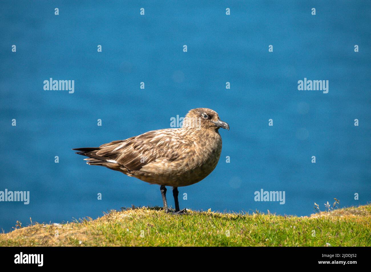 A great skua standing on a cliff edge against the blue sea Stock Photo ...