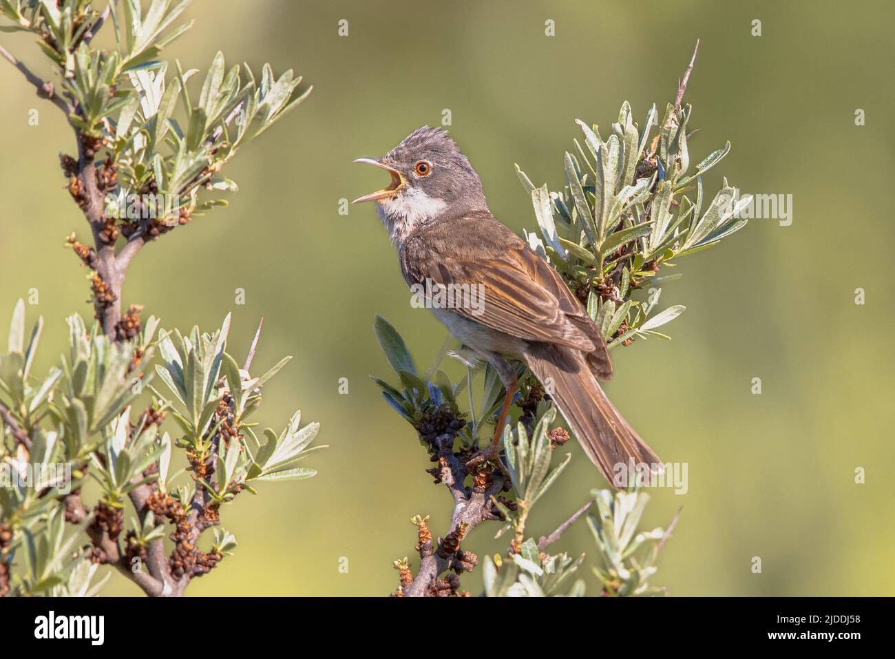 Greater Whitethroat (Curruca communis) is a common and widespread ...