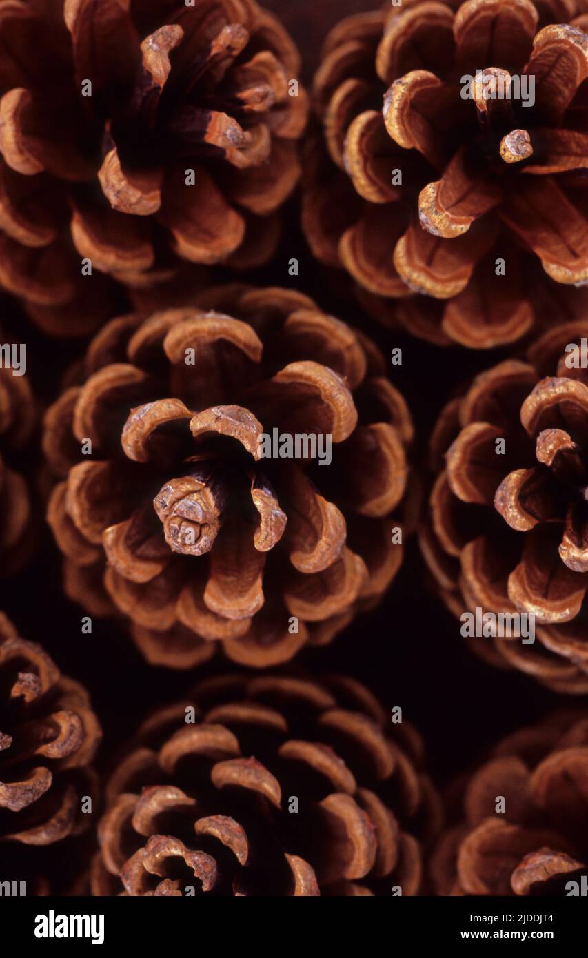 Individual cones hi-res stock photography and images - Alamy