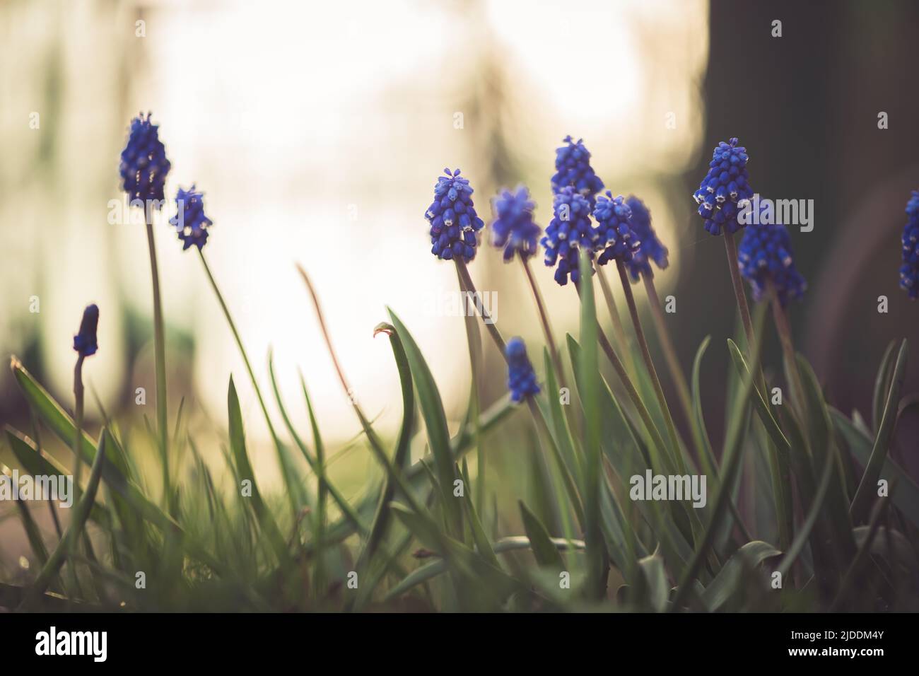 blue flower muscari in spring Stock Photo - Alamy