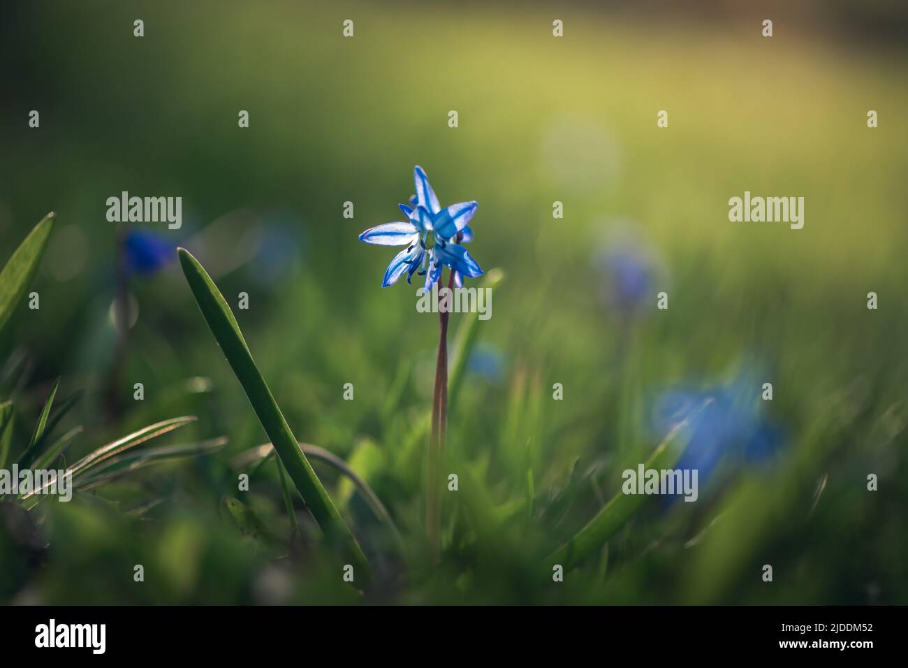 spring blue flower of Siberian scilla Stock Photo - Alamy