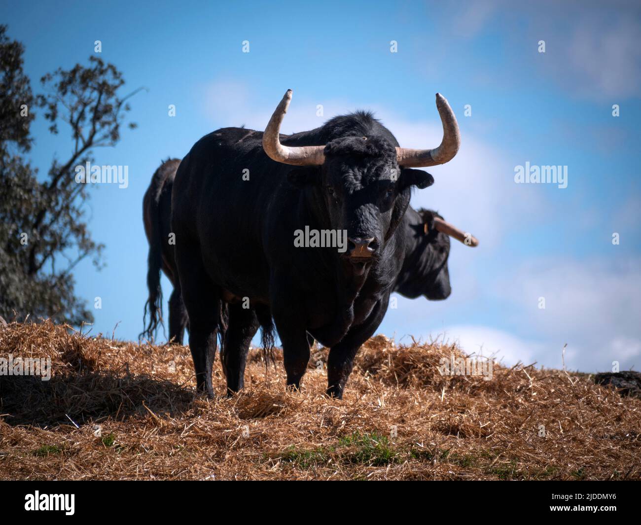 Bovine bull hi-res stock photography and images - Alamy