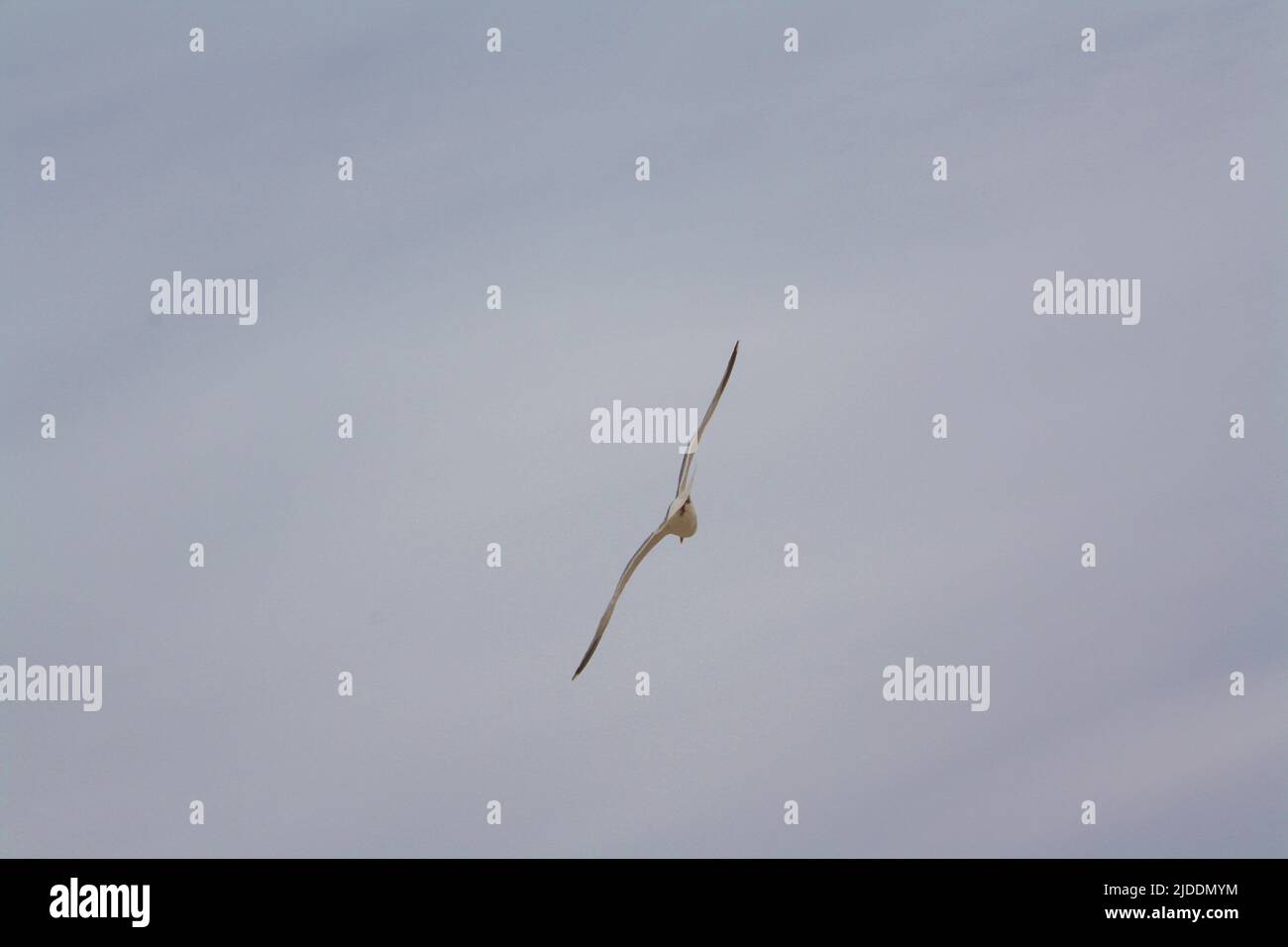 Vertical flying seagull against grey sky Stock Photo - Alamy