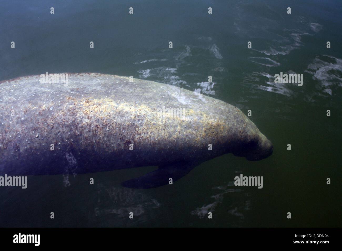 Florida manatee in the sea near Key Largo Stock Photo - Alamy