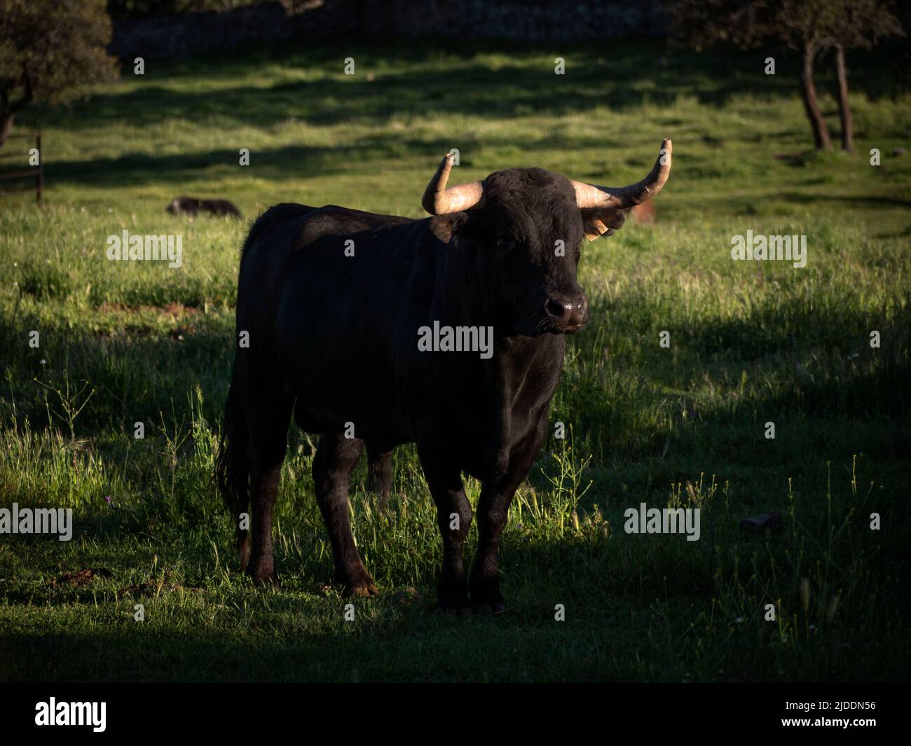 Spanish bull in a green field in spring Stock Photo - Alamy