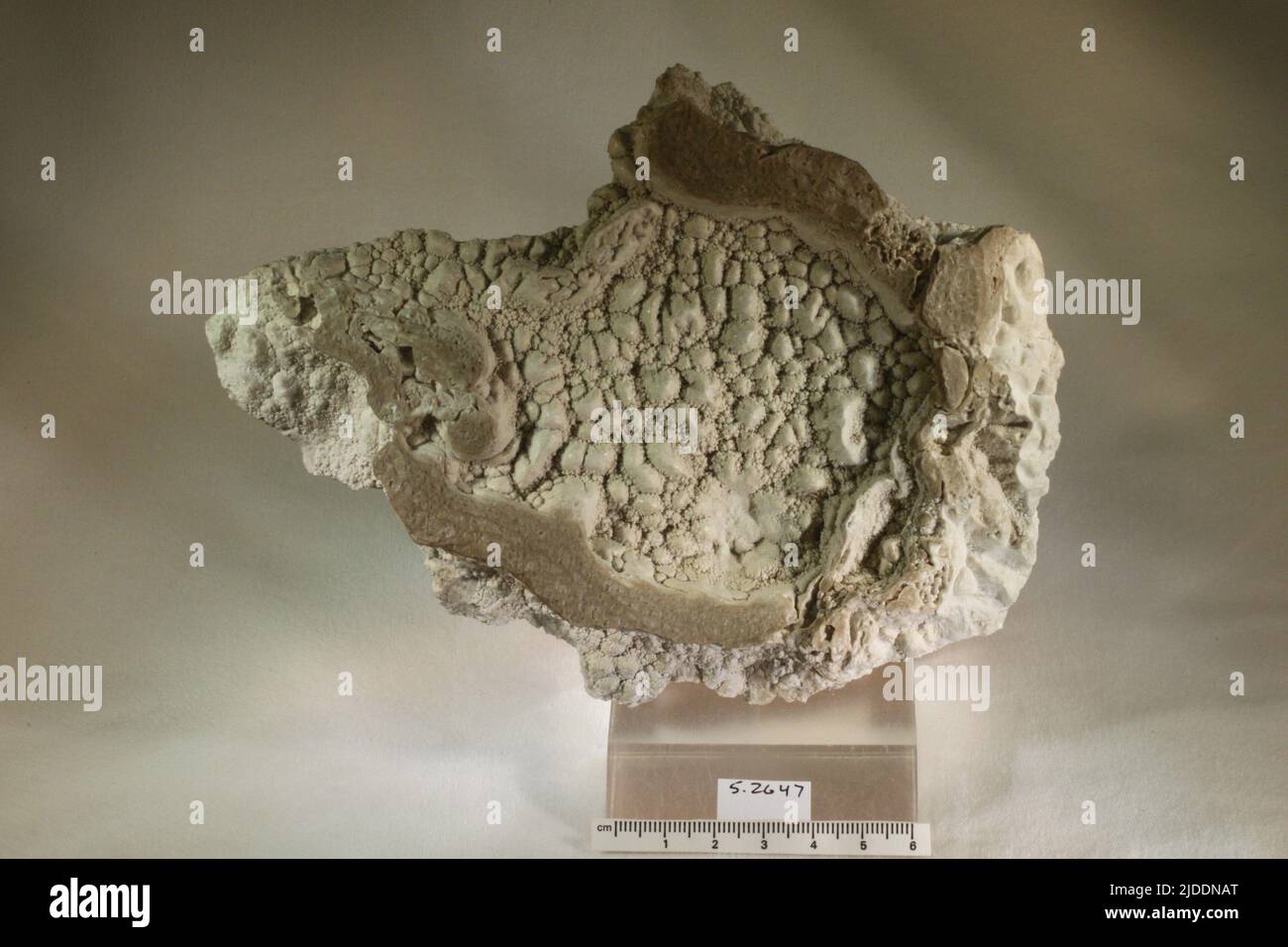 Opal. minerals. North America; USA; Wyoming; Park County; Yellowstone ...