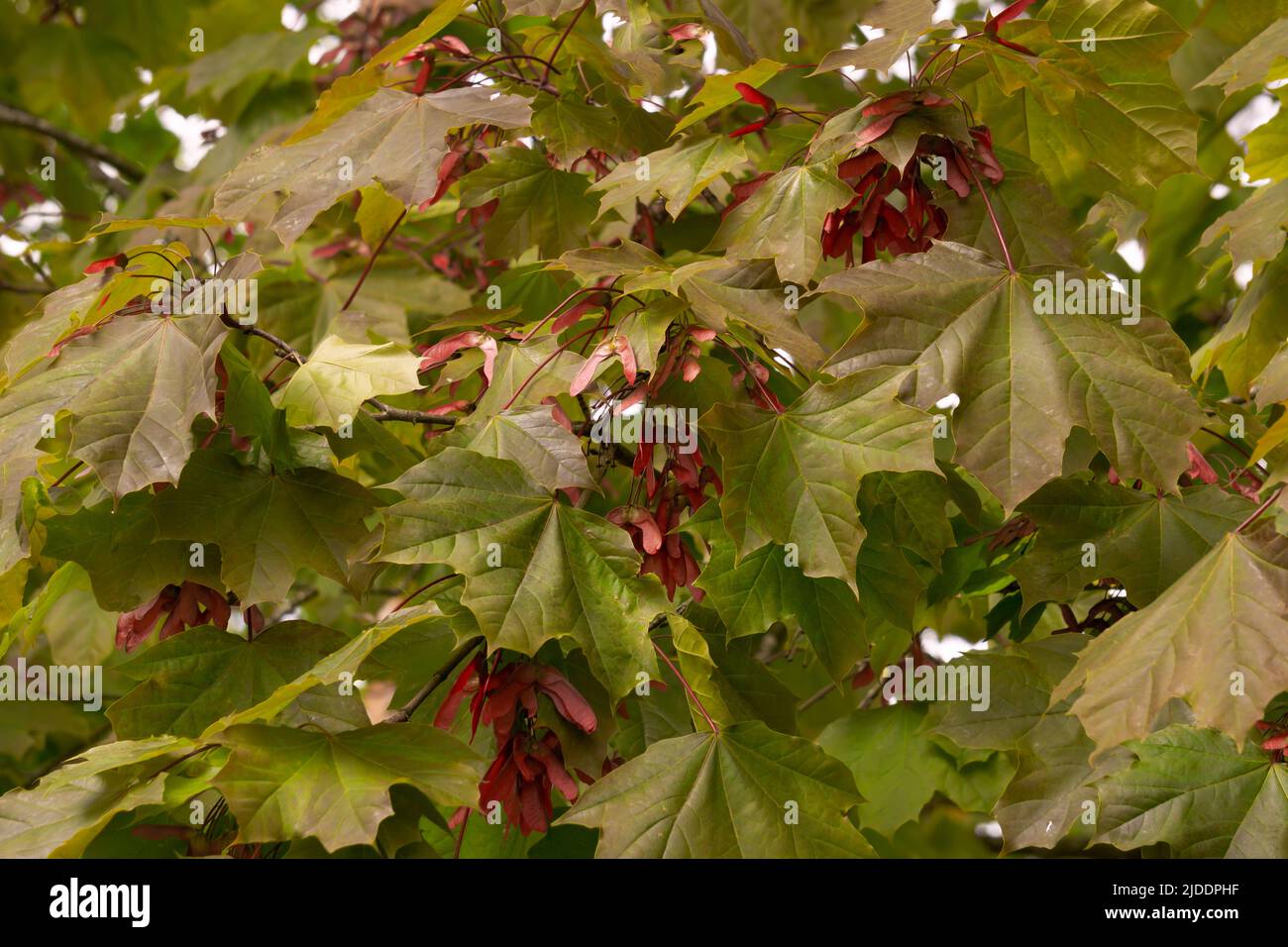 Red maple seeds hi-res stock photography and images - Alamy