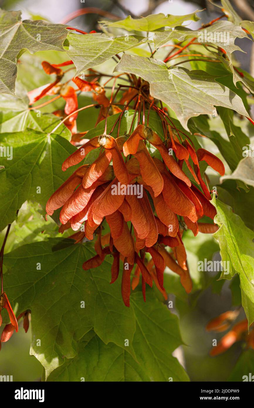 Red maple seeds, on a maple branch in spring Stock Photo - Alamy