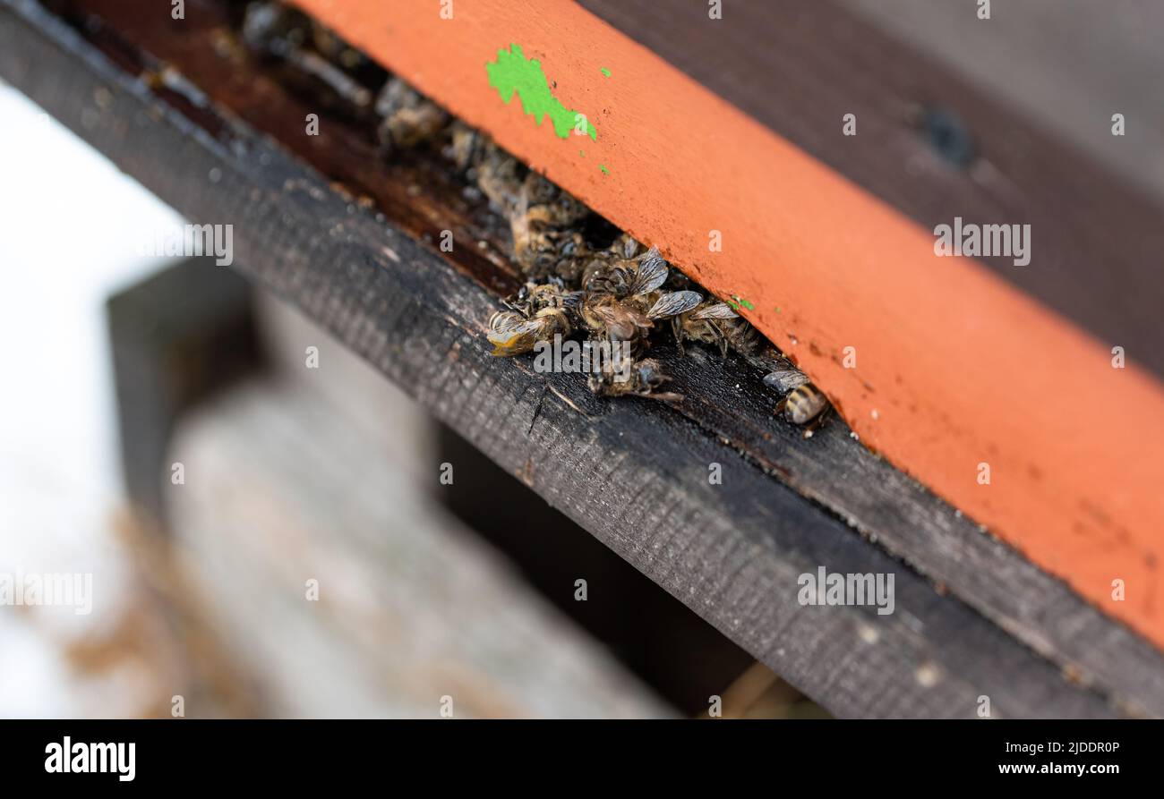 Dead honey bee entrance beehive hi-res stock photography and images - Alamy
