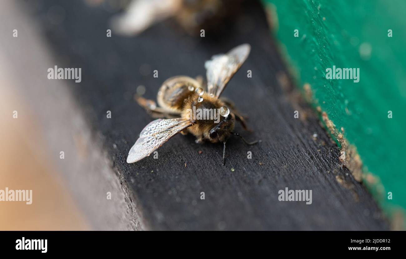 Dead honey bee entrance beehive hi-res stock photography and images - Alamy