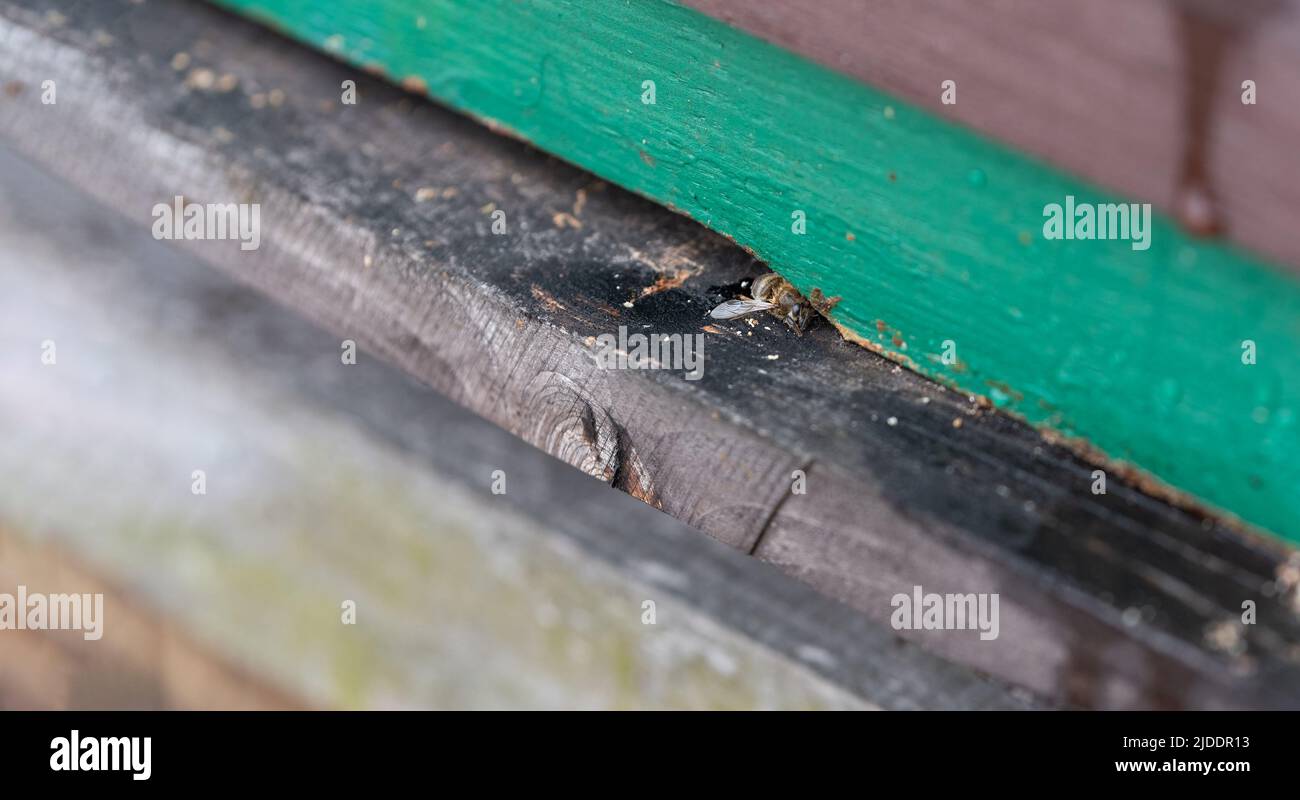 Dead honey bee entrance beehive hi-res stock photography and images - Alamy