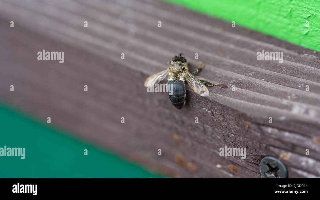 Dead bees after wintering. Entrance to the hive with dead bees. Insects ...