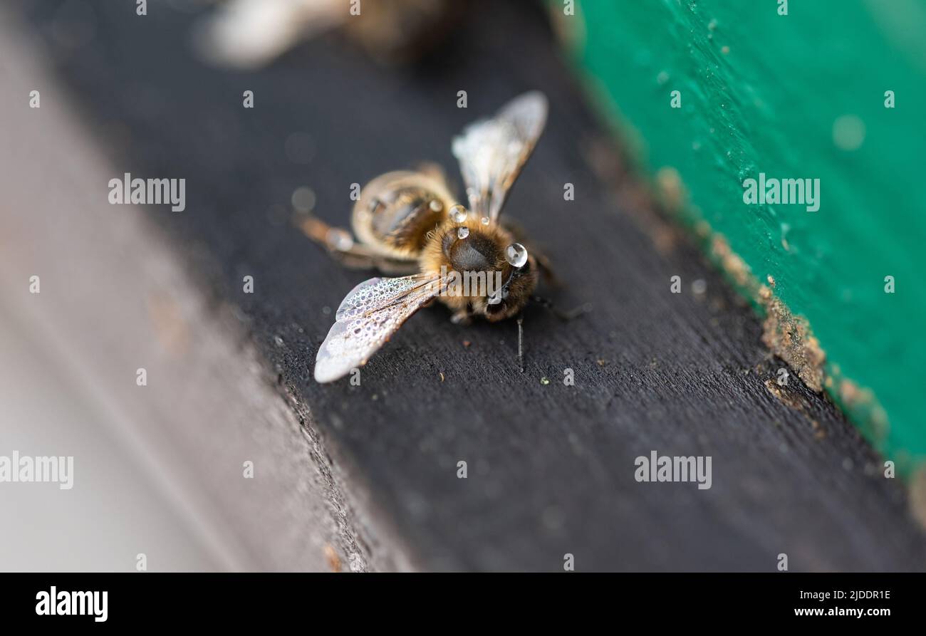 Dead bees after wintering. Entrance to the hive with dead bees. Insects ...